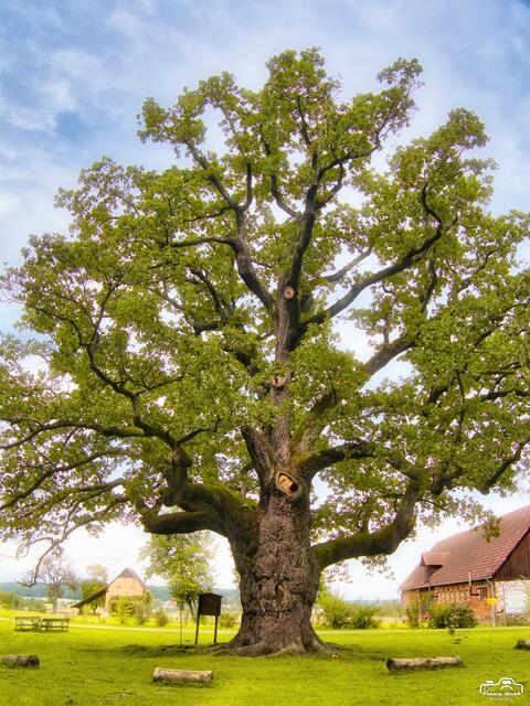 Europas älteste Eiche: Die 1.000 Jährige Eiche in Bierbaum a.d. Safen ...