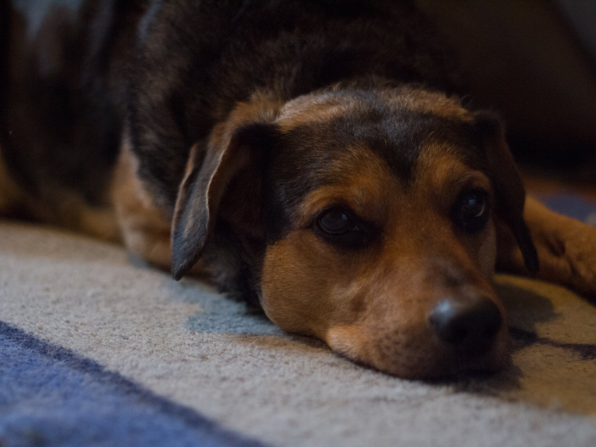 Treuer Begleiter, Hund ...: meine Verantwortung .... - Scheibbs