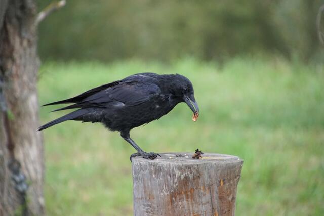Schwarzer Rabe: Auf Beutegang - Liesing