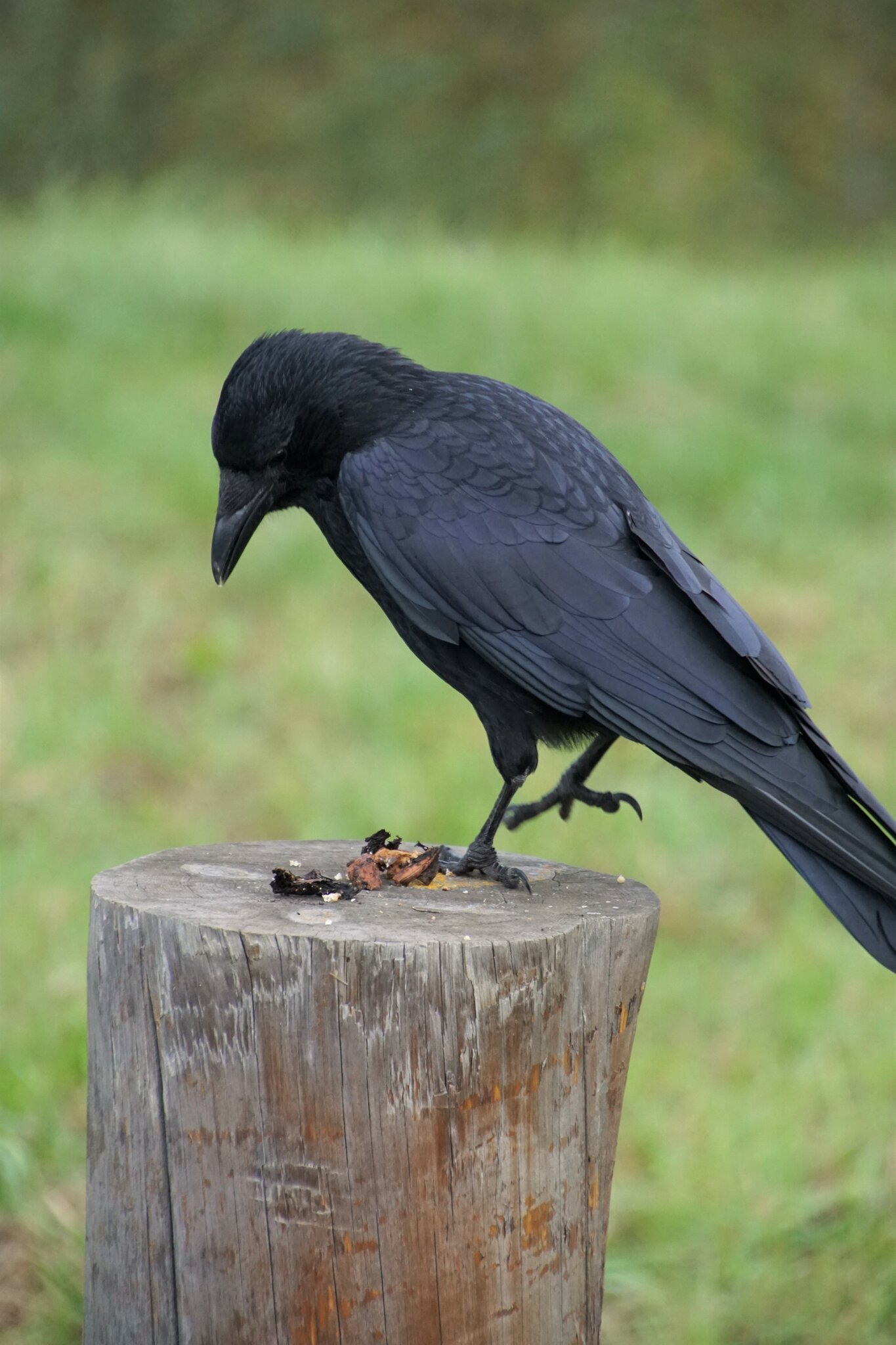 Schwarzer Rabe: Auf Beutegang - Liesing