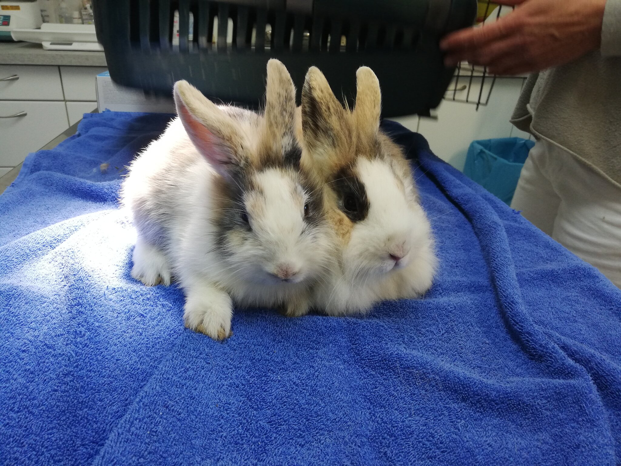 Tierheim Linz: Süße Löwenköpfchen suchen ein neues Heim - Linz