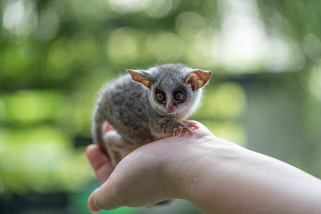 Tierschutz Austria: Buschbaby wird im Tierschutzhaus aufgepäppelt - Wien