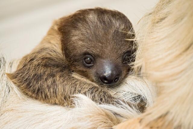 Tiergarten Schönbrunn: Erste Bilder des Faultier-Babys Pauline (mit ...