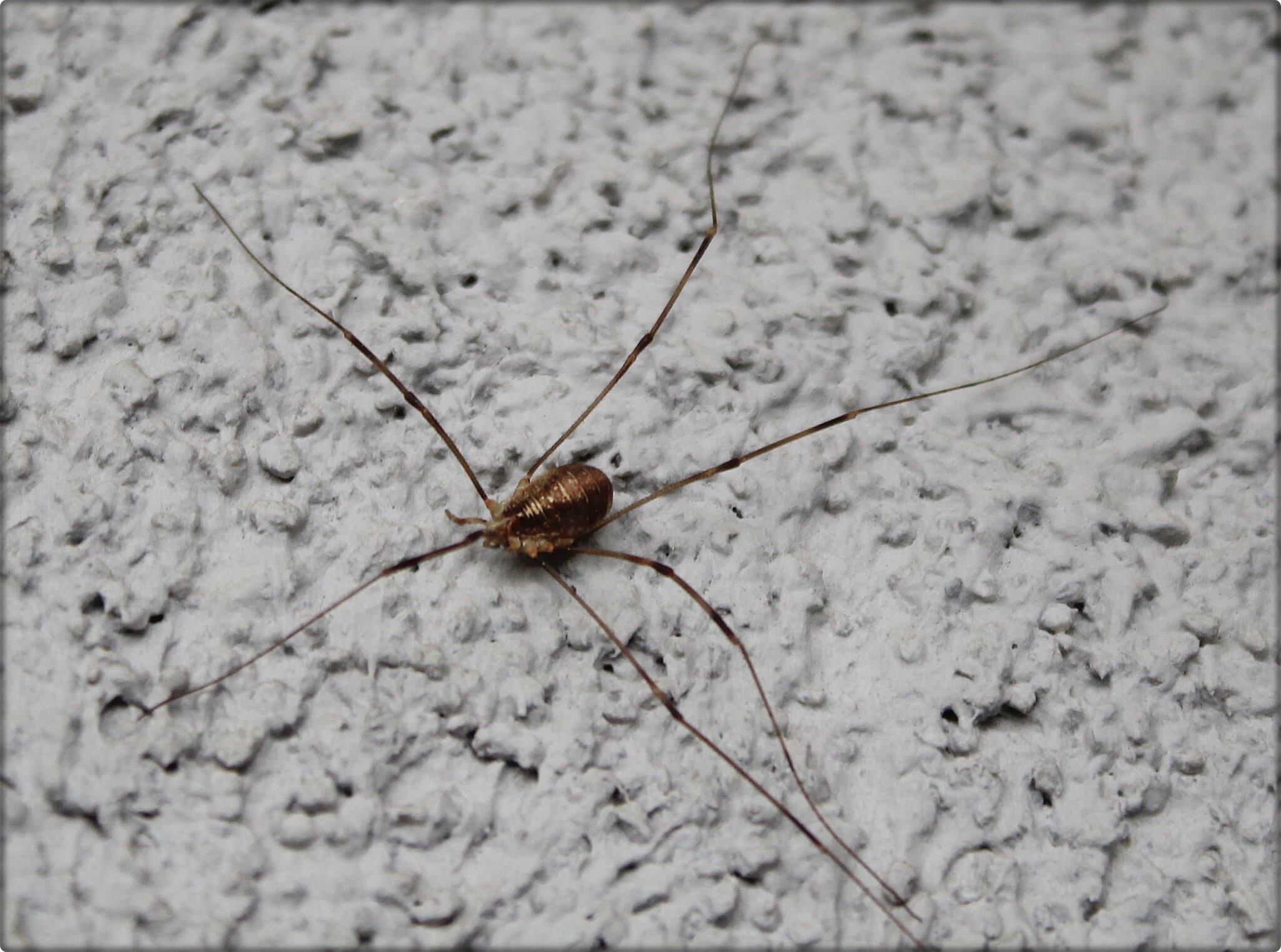 Weberknechte - St. Veit