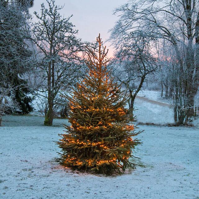 Die Geschichte des Weihnatbaumes: DER CHRISTBAUM - Bruck an der Leitha