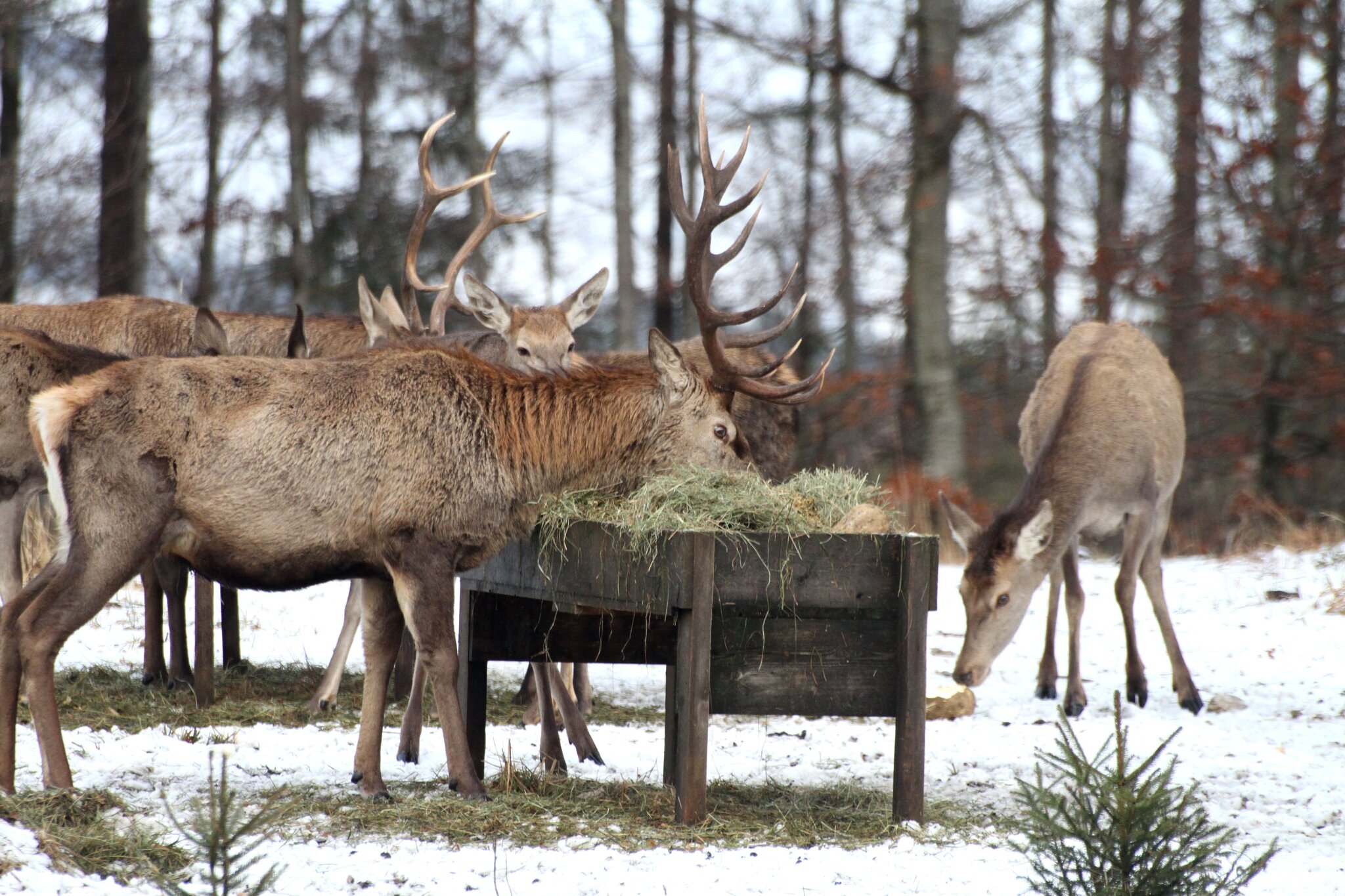 Tiere sind auf Futter angewiesen: Wildtierfütterung im Winter ...