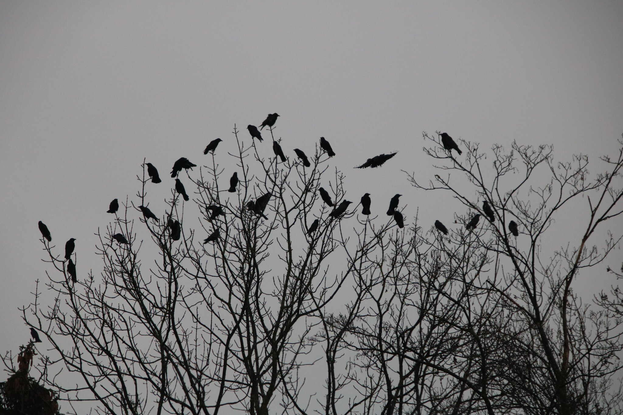 Der Rabe, ein geheimnisvoller Vogel… - Tennengau