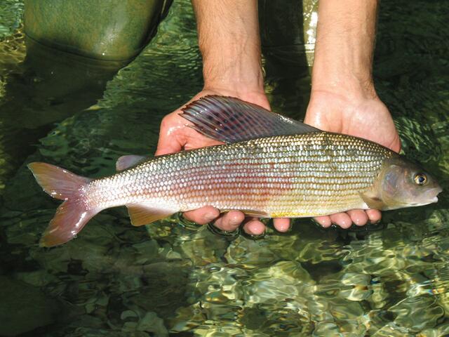 Die Äsche ist das Wassertier des Jahres - Leibnitz