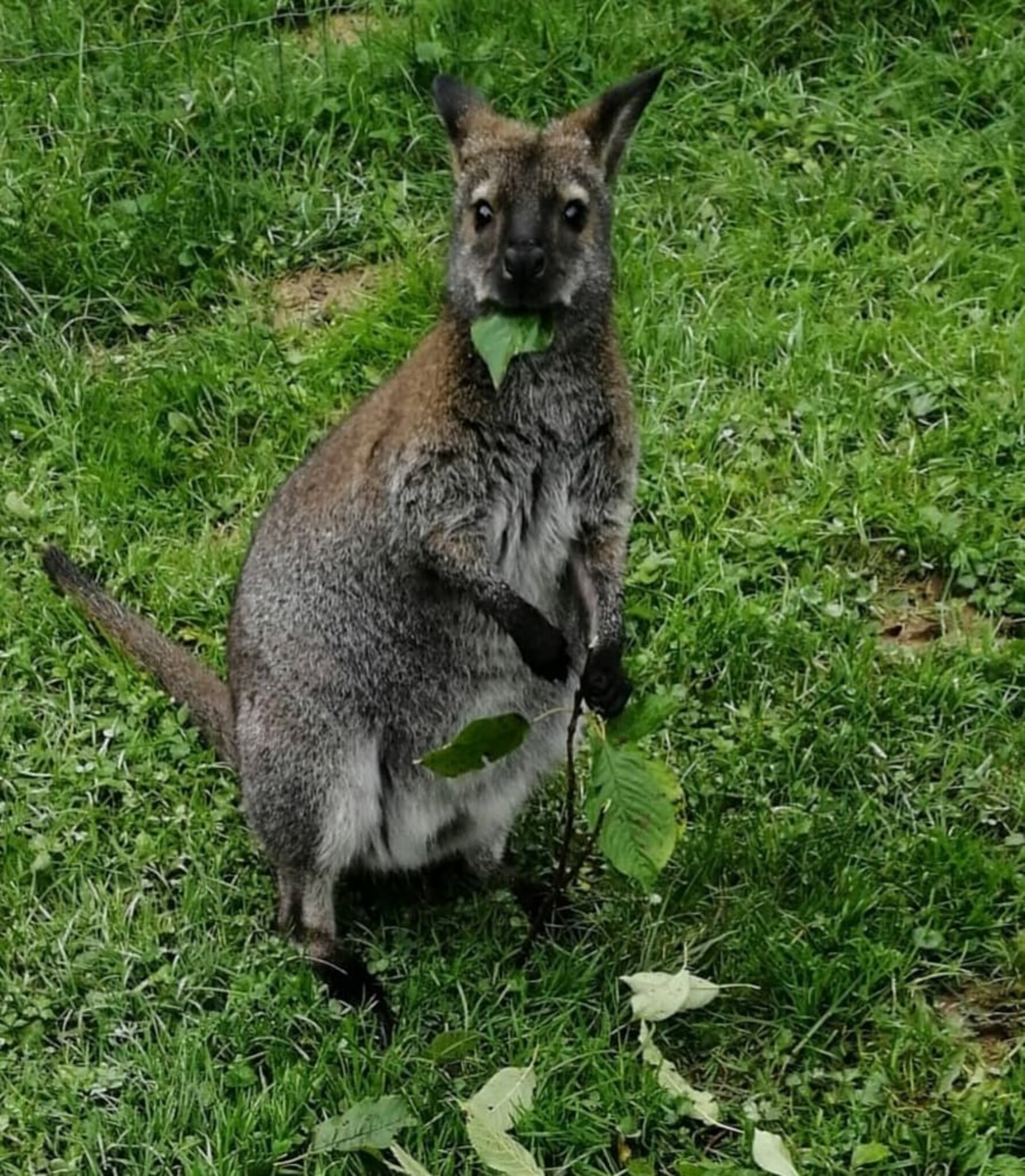 Oberwart: Känguruboy Springs von zuhause bei Cornelia Wallner ...