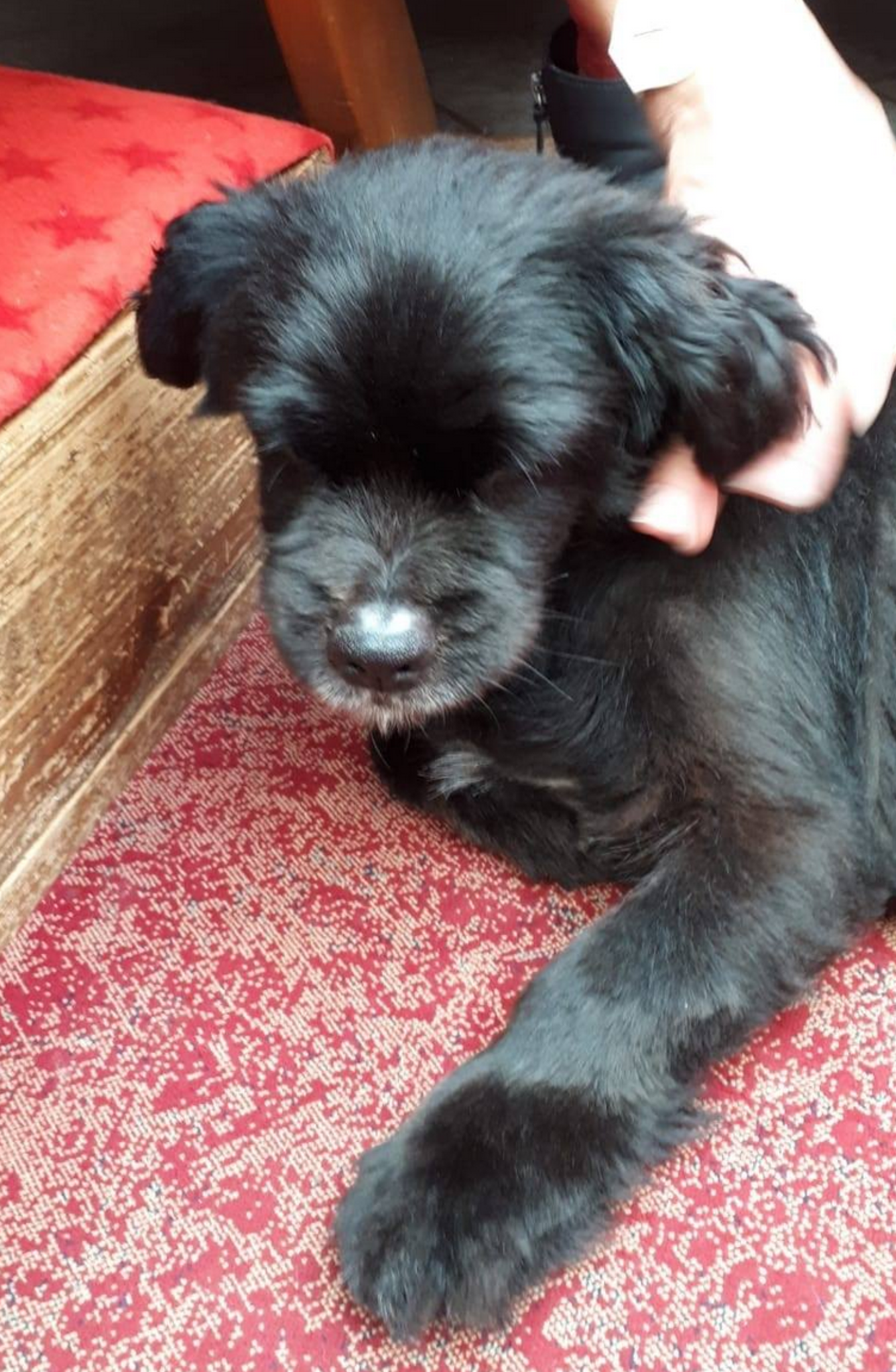 Mitterpullendorf: Hund Laki wird vermisst! - Oberpullendorf