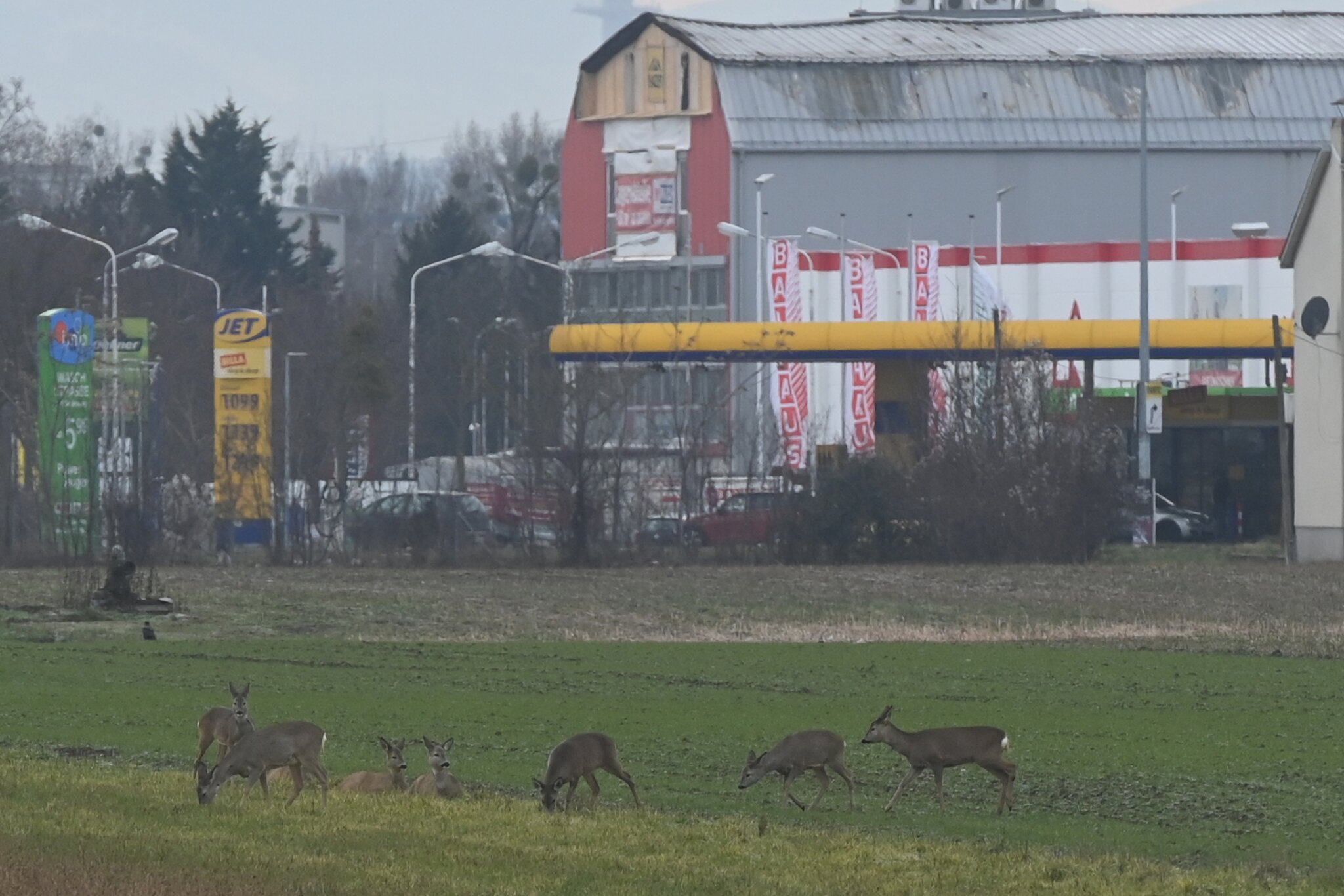 Rehe in Hirschstetten: Ein Rudel Rehe in Hirschstetten - Donaustadt