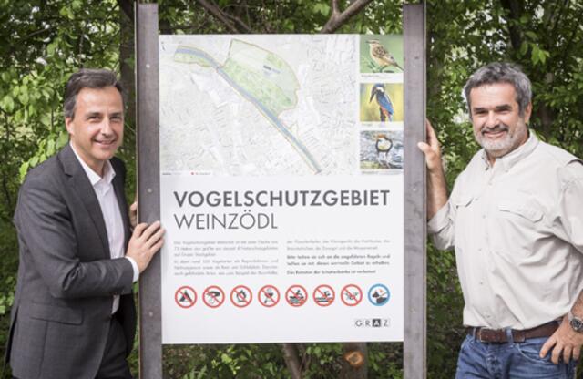 Krähenplage in Graz: Warnung vor der Selbstjustiz - Graz