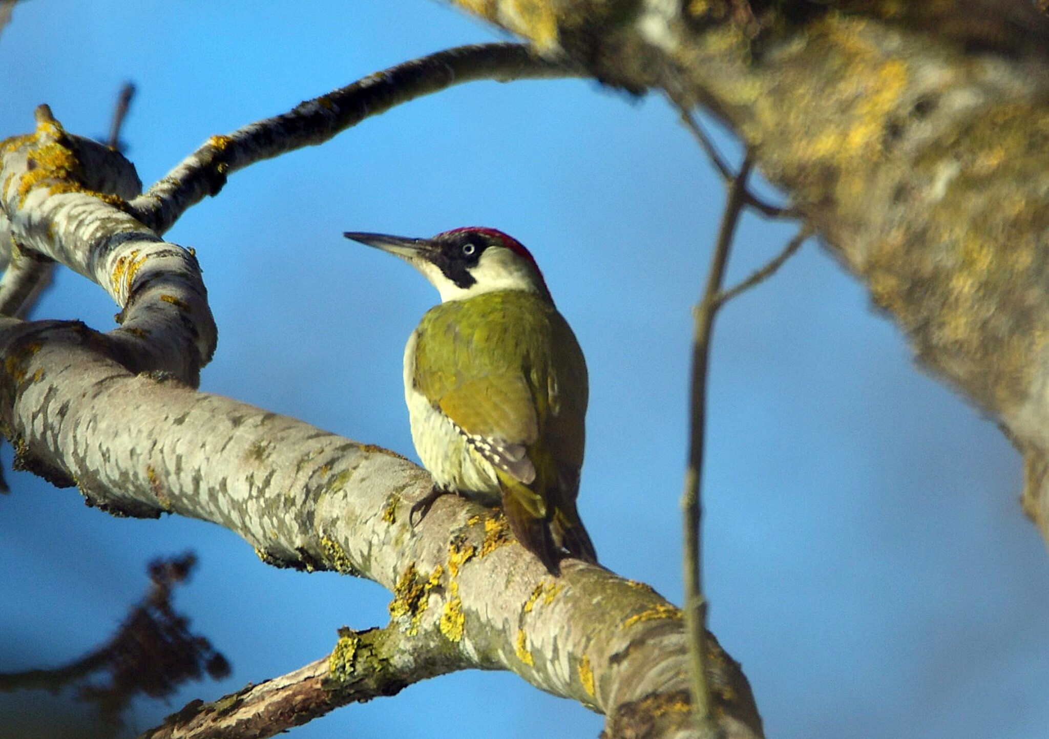 Vogelwelt: unsere heimischen Spechte - Vöcklabruck
