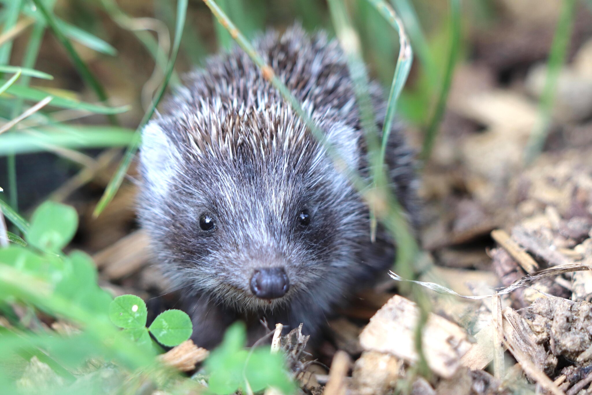 Natur im Garten: Der 2. Februar ist der Tag des Igels - Krems