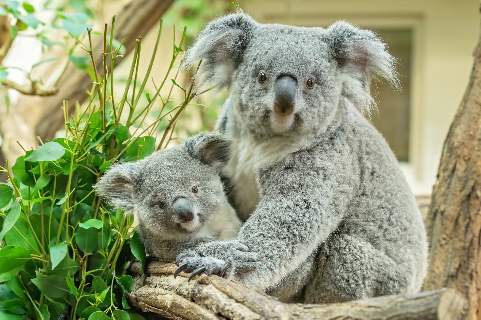 Tiergarten Schönbrunn: So groß ist das kleine Koala-Mädchen schon (mit ...