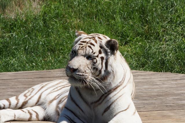Weisser Zoo: Weisse Tiger - Liesing
