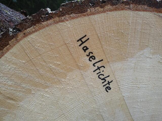 Holzsubmission 2021: Tirols wertvollster Baum stammt aus Lechaschau ...