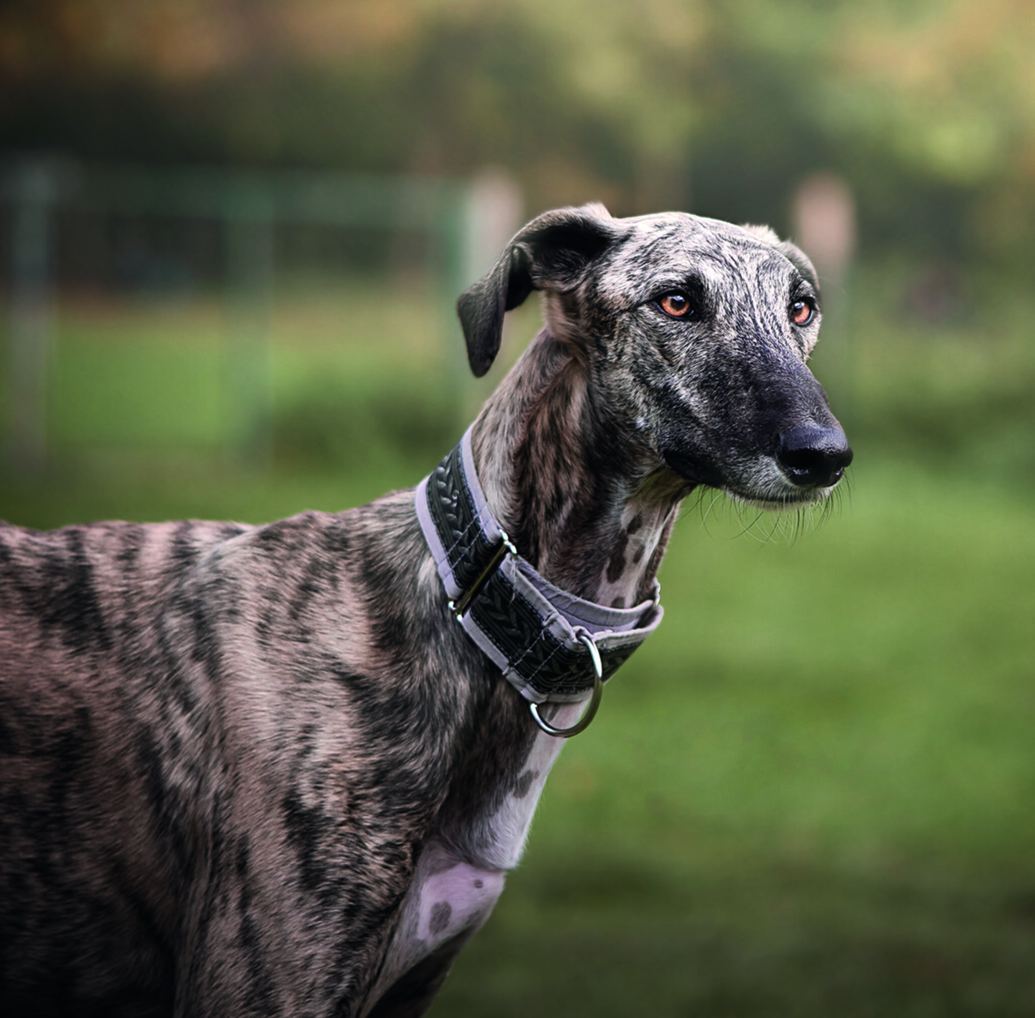 Familie weint um treuen Gefährten: Windhund Maxi gesucht - Krems
