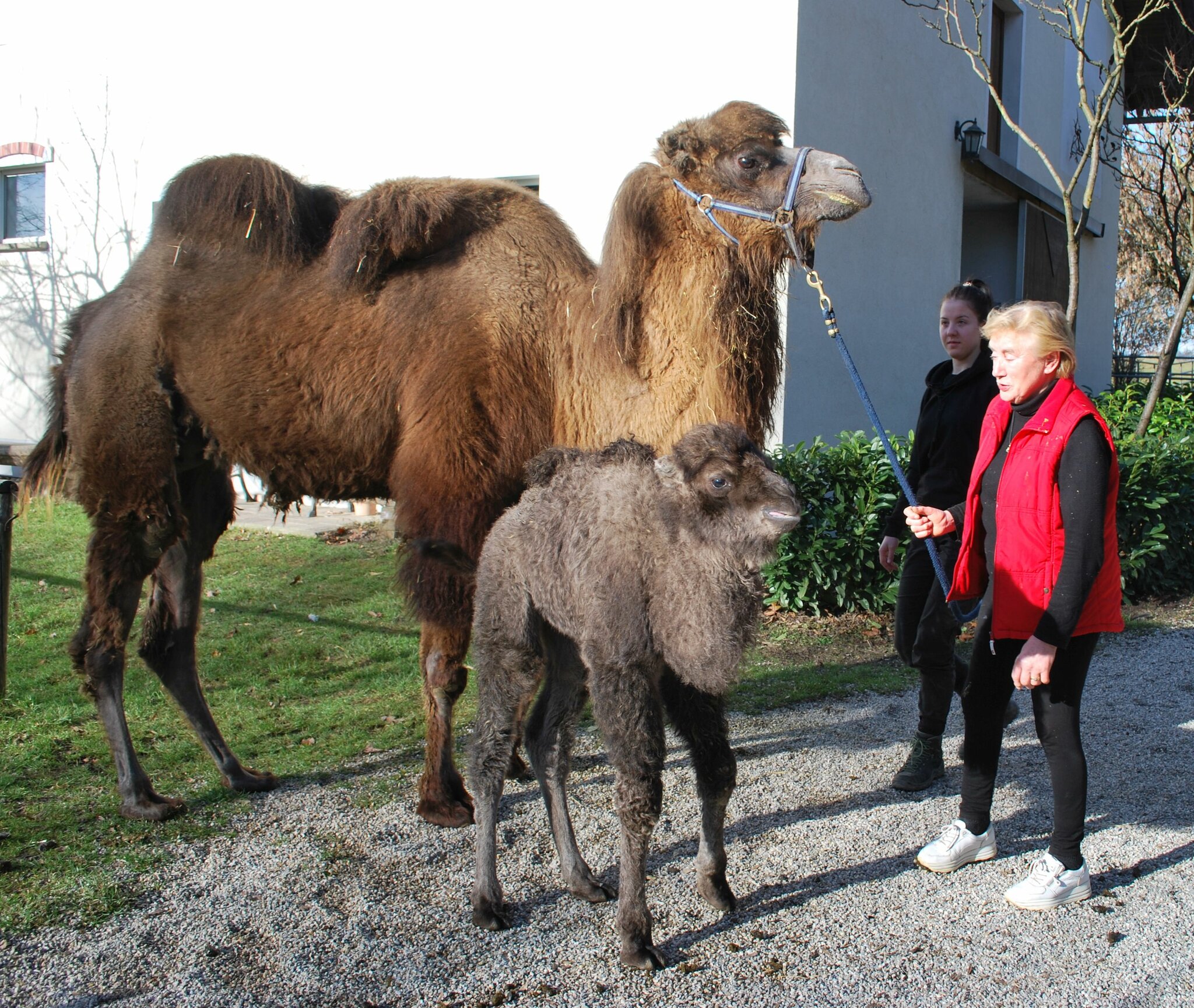 Tiergarten Walding: "Die Ziegen stehen schon Spalier" (mit Video ...