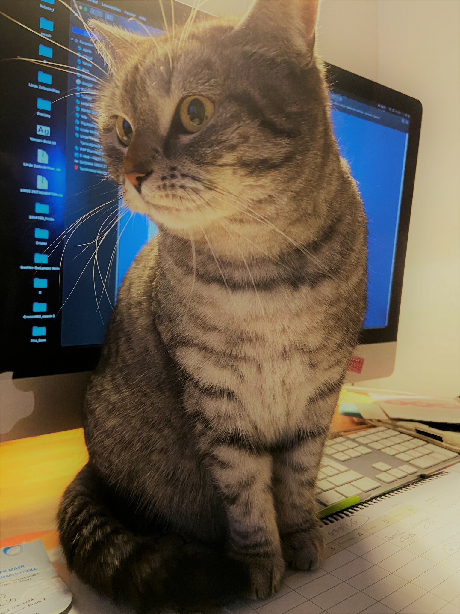 Eine genervte Katze im Homeoffice: Lilly nicht mehr allein zu Haus ...