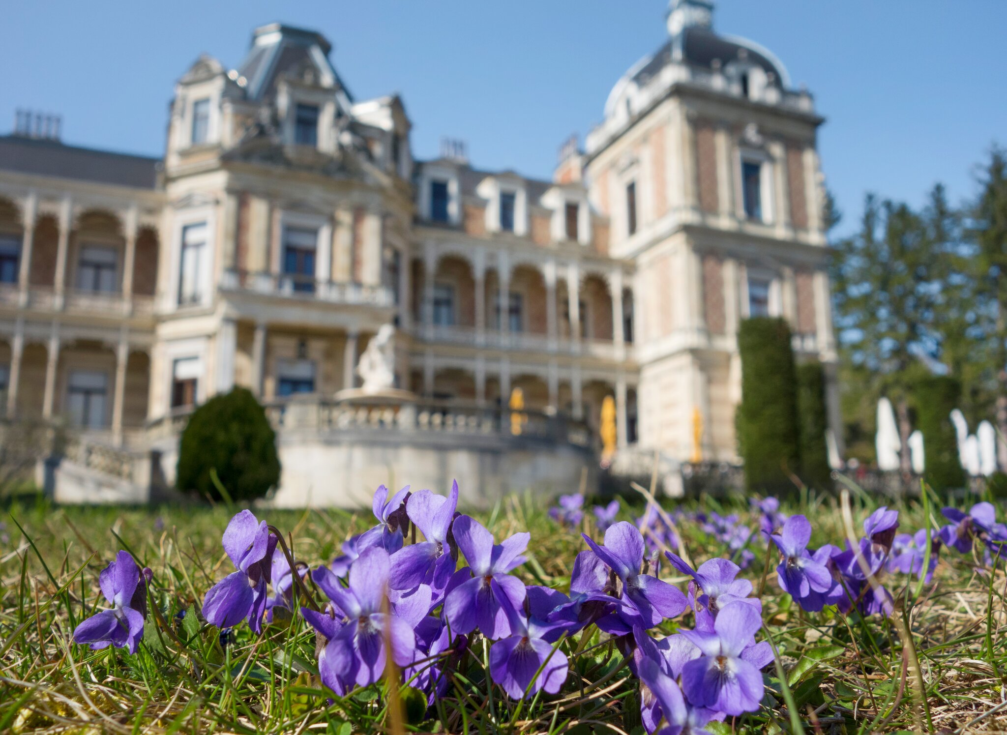 Wildes Wien: Ganz Hietzing ist ein Kräutergarten (mit Video) - Hietzing