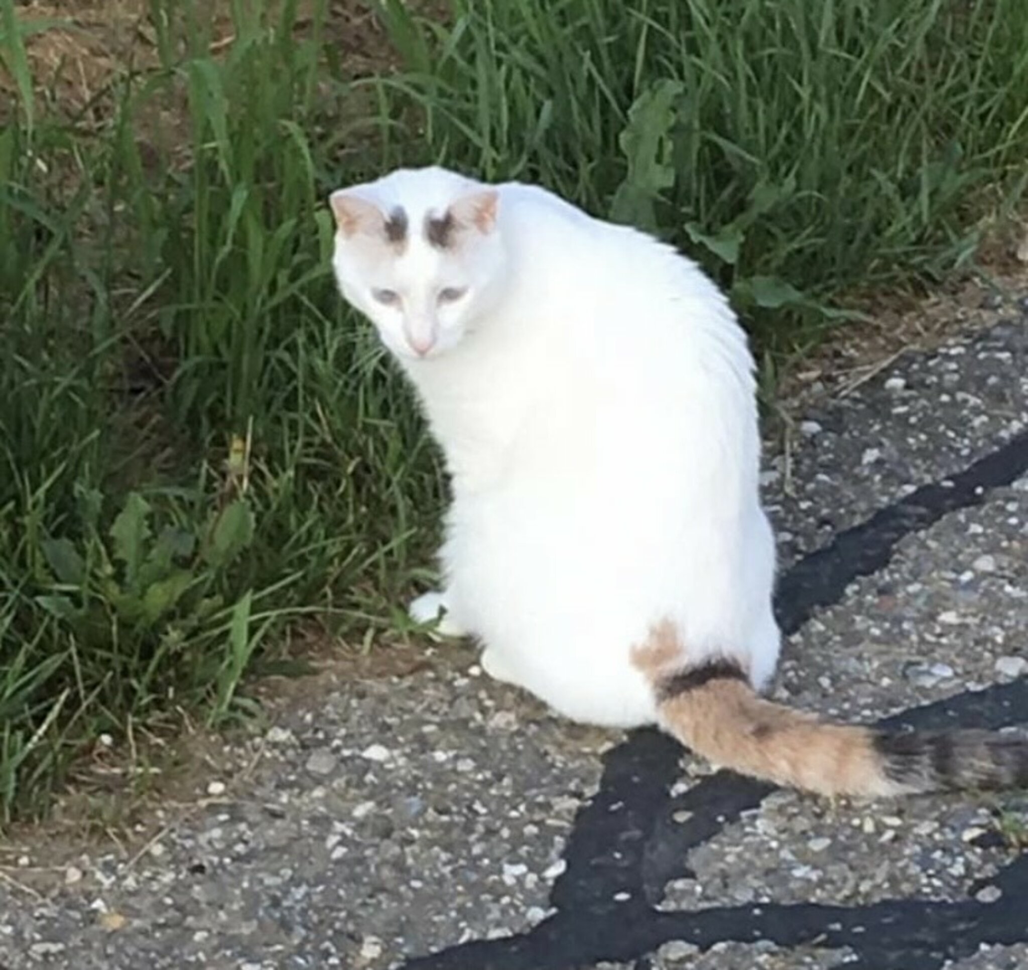 Katze vermisst: Katze Nuki wird in Landscha vermisst! - Leibnitz