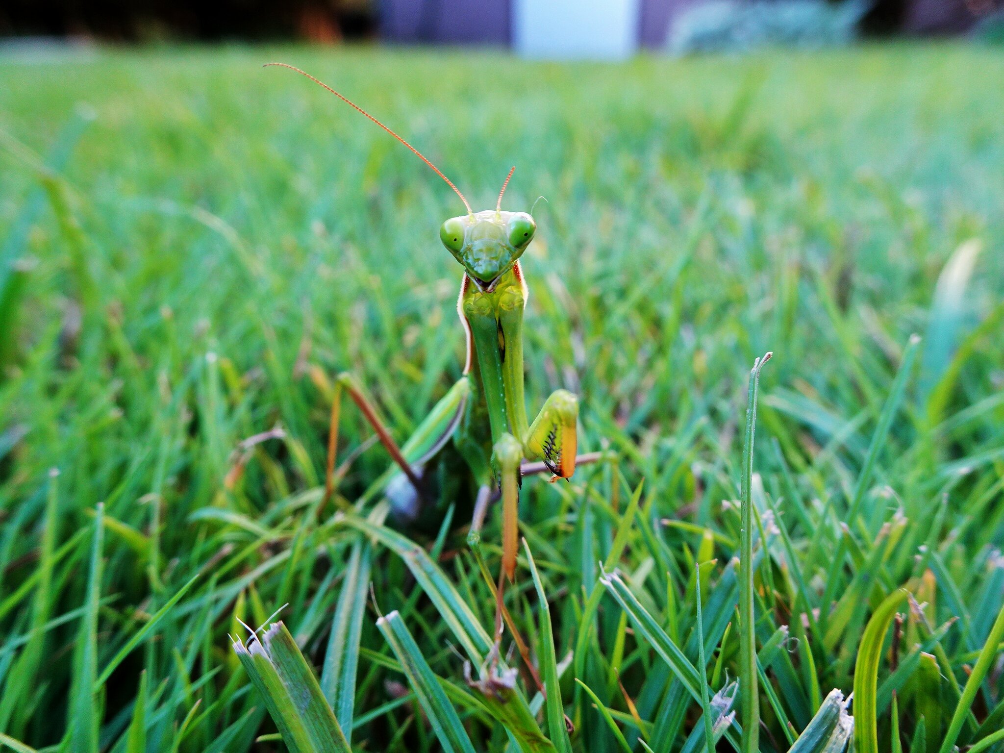 Regionauten-Challenge: Aliens zu Besuch! ... Unsere Mantis-Freundin ...