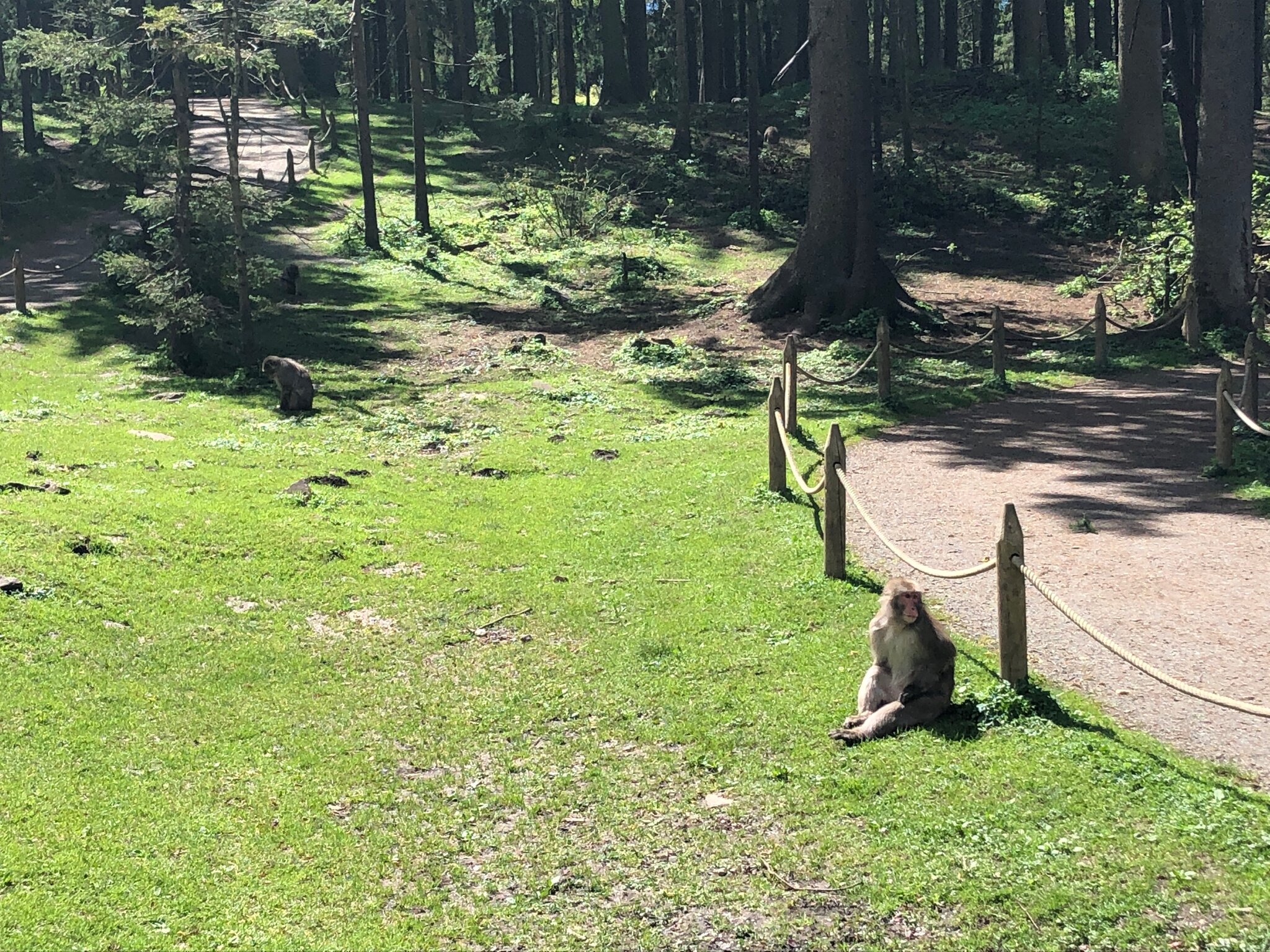 Ausflugsziele Region Villach: Affenberg öffnet, Therme vorerst ...