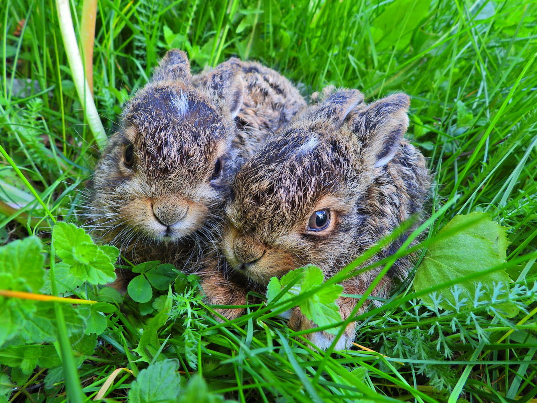 So schützen wir junge Wildtiere - Steiermark