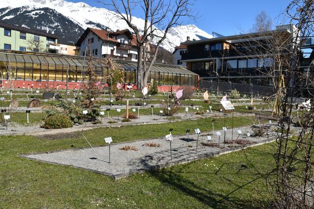 Frühlingserwachen in Innsbruck: "Bitte pflücken" im Botanischen Garten ...