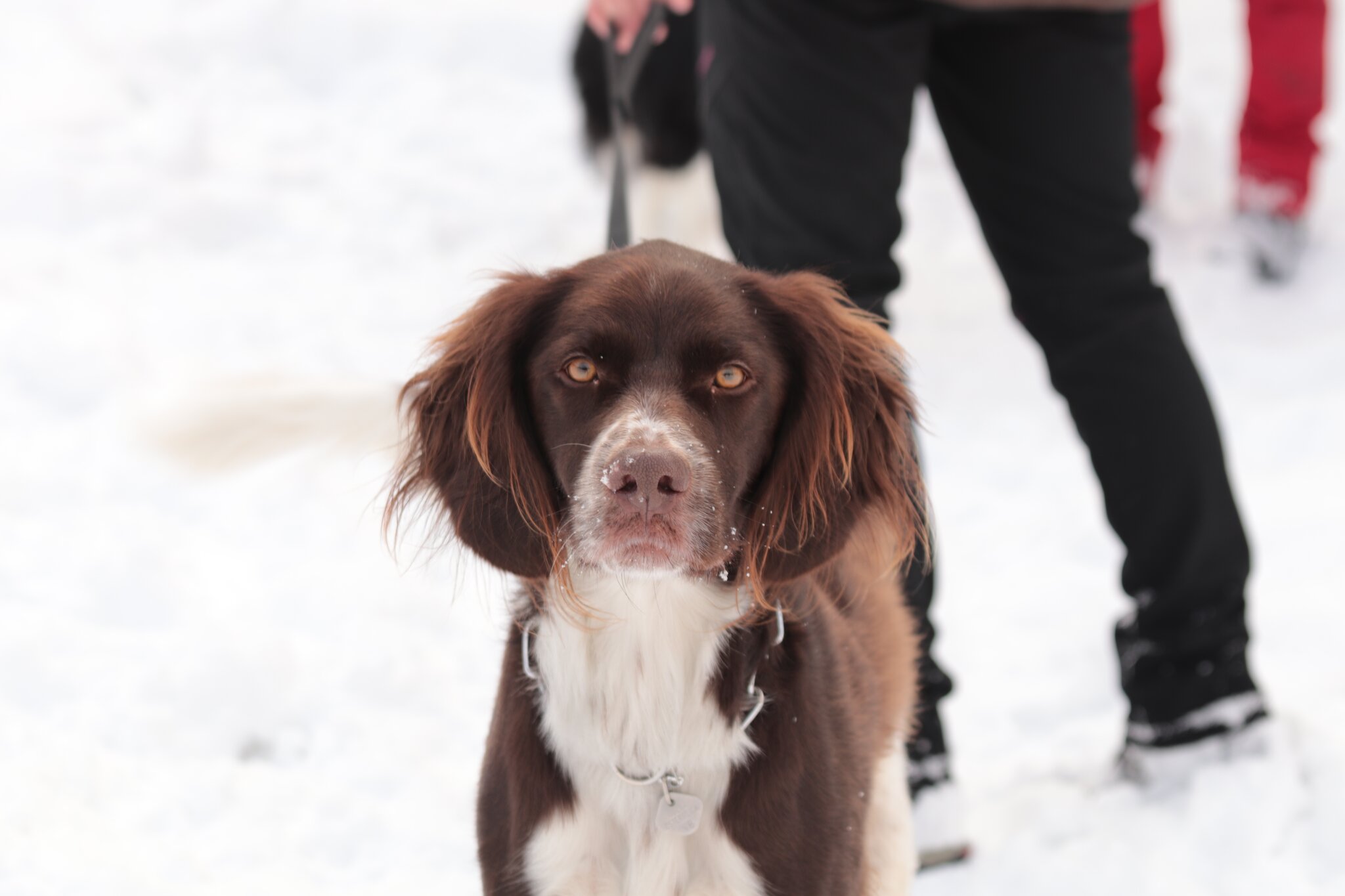 ÖHV Eberschwang: Sachkundekurs für Frauli und Herrli - Ried