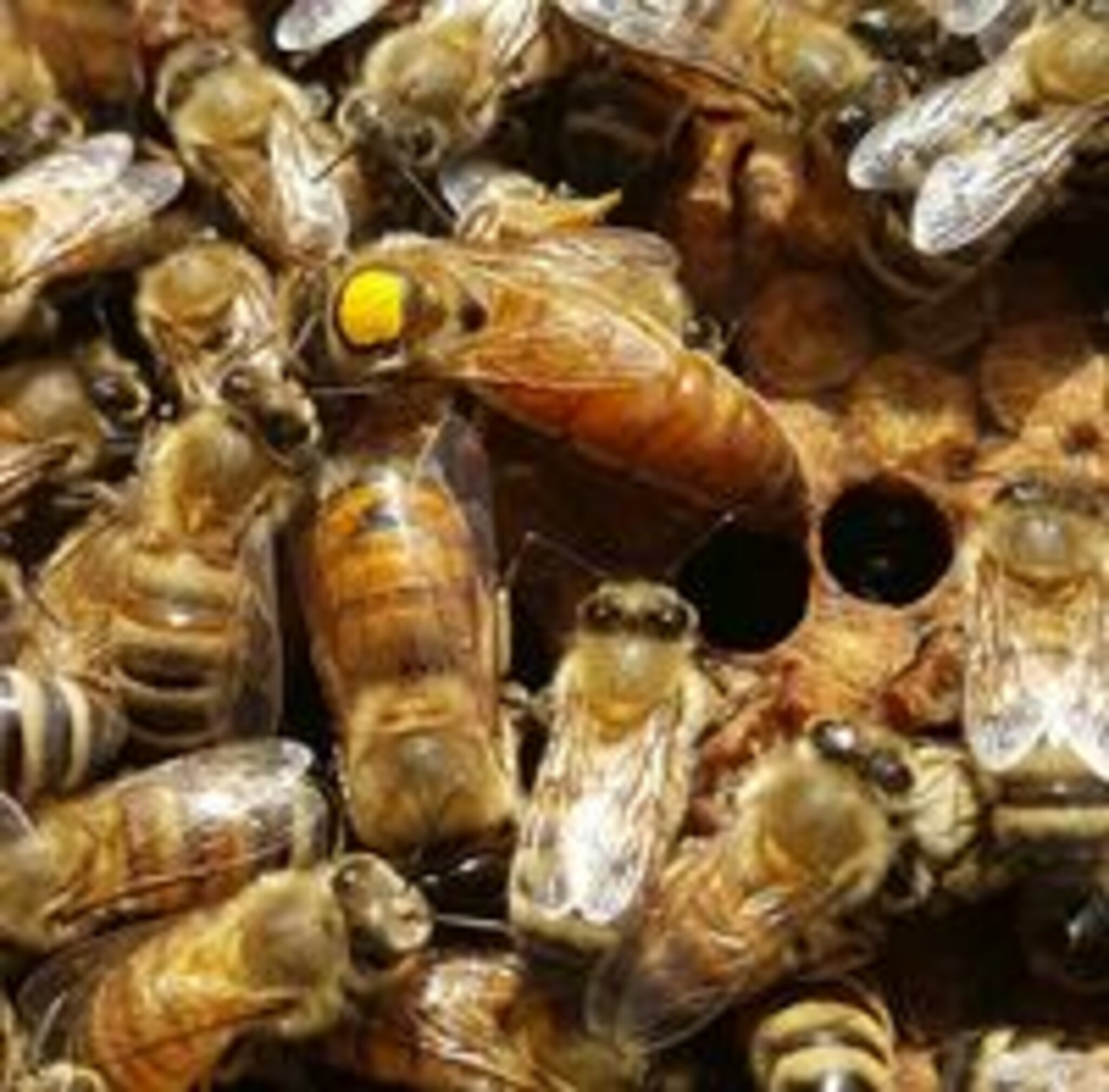 Bienenzucht, Irrglaube: Graue Bienen sind Carnica! Der größte Irrglaube ...
