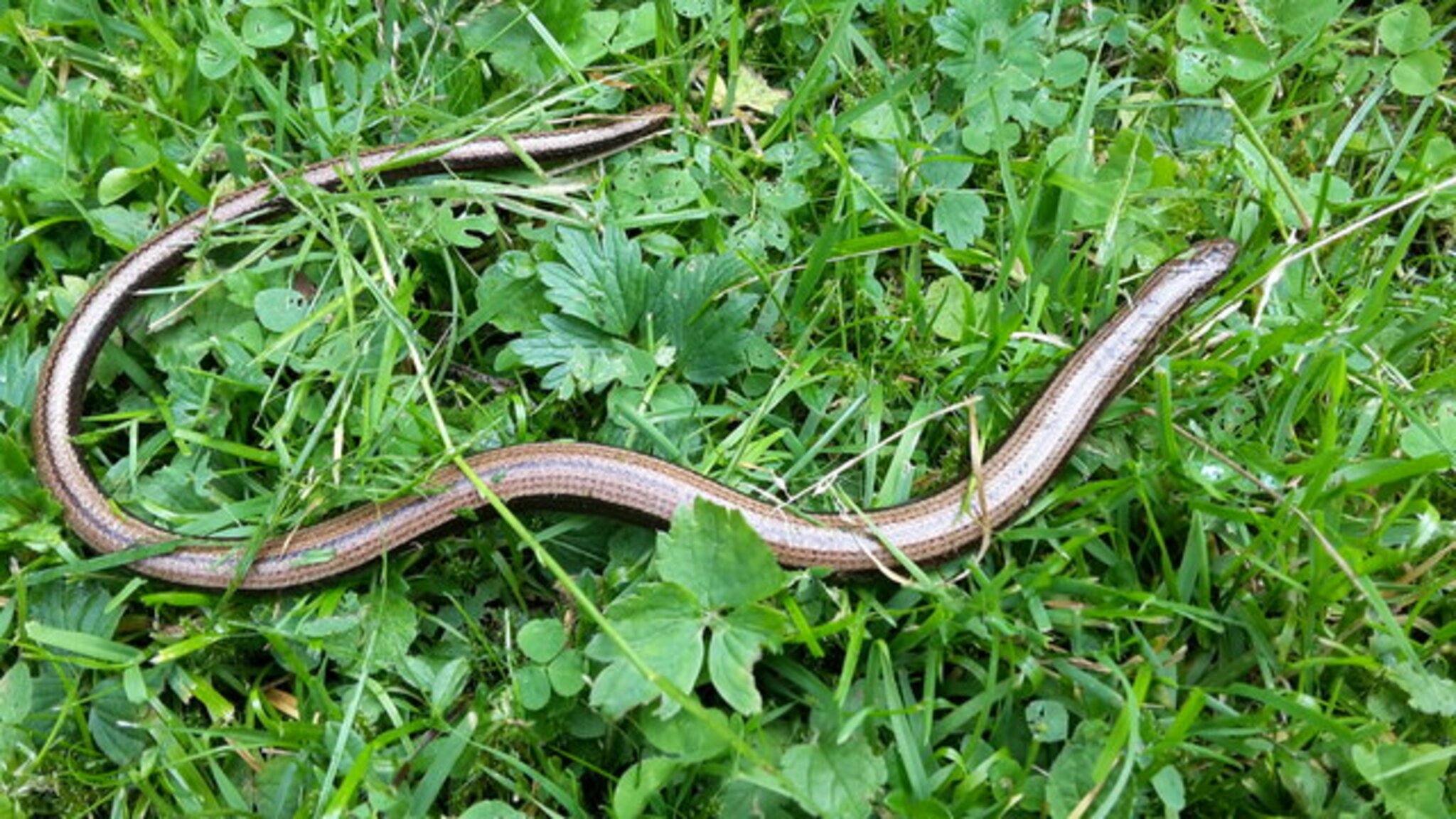 Die Blindschleichen - St. Veit