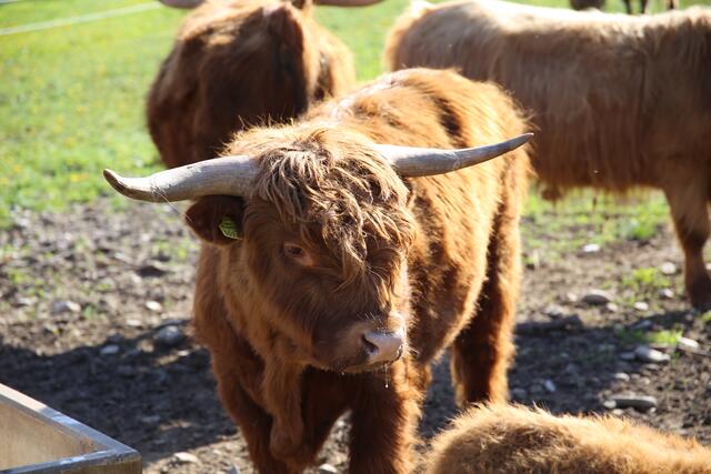 Hochlandrinder - Thema auf meinbezirk.at