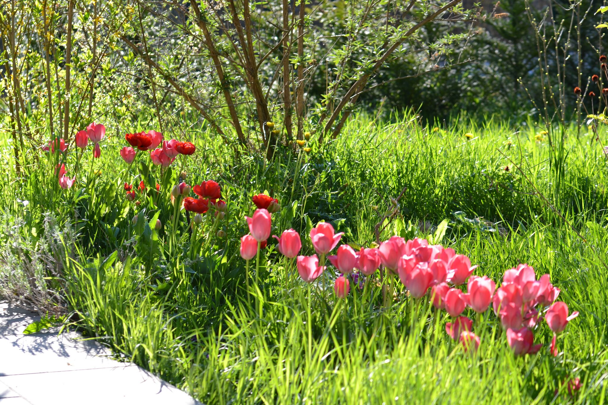Gartenfrühling: Tulpen in meinem Garten - Neunkirchen
