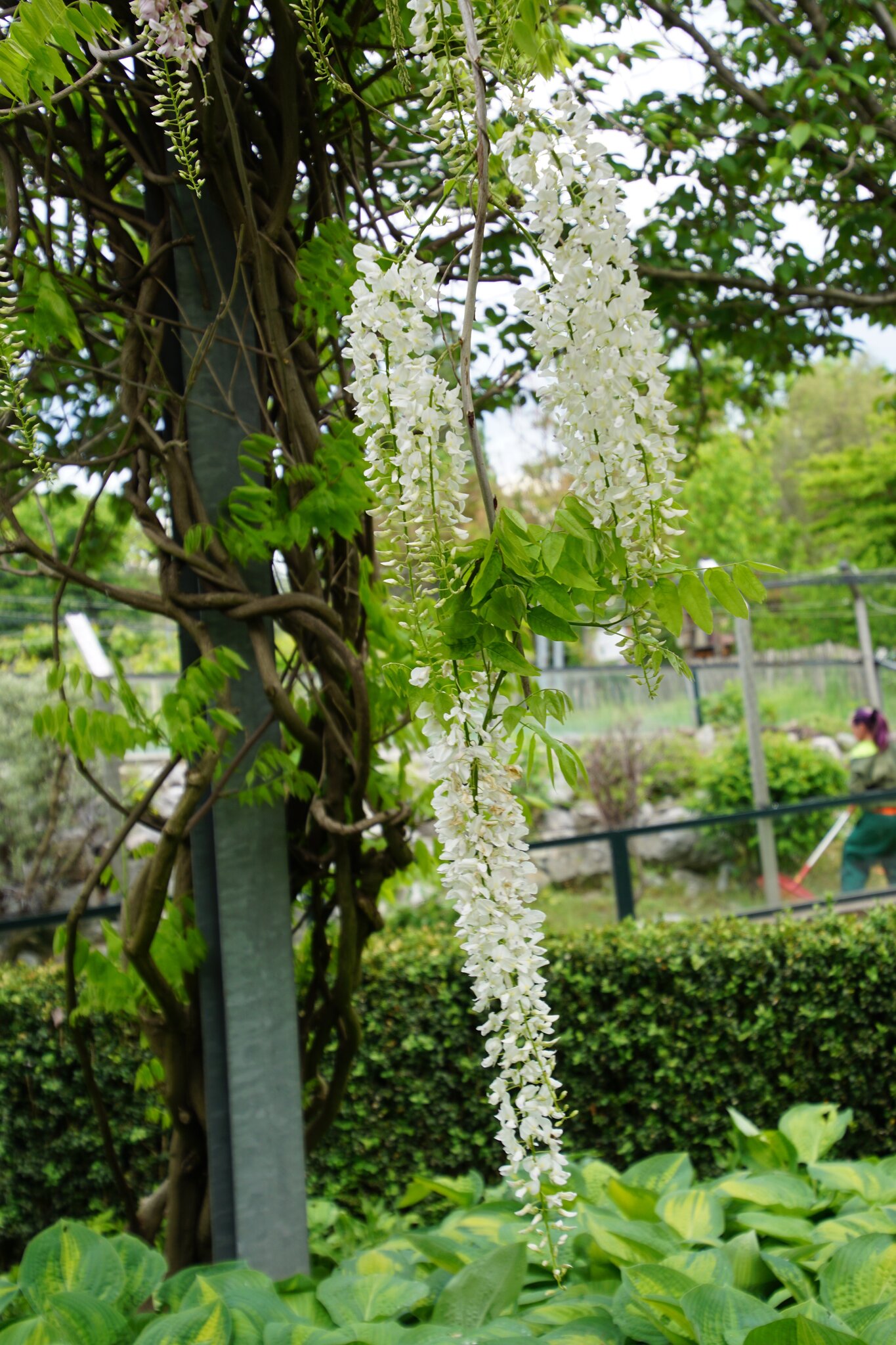 Hirschstetten: Blauregen (Clycinie) - Liesing