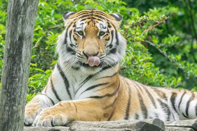 Tiergarten Schönbrunn: Tiger-Männchen Pepe bezieht sein neues Revier ...