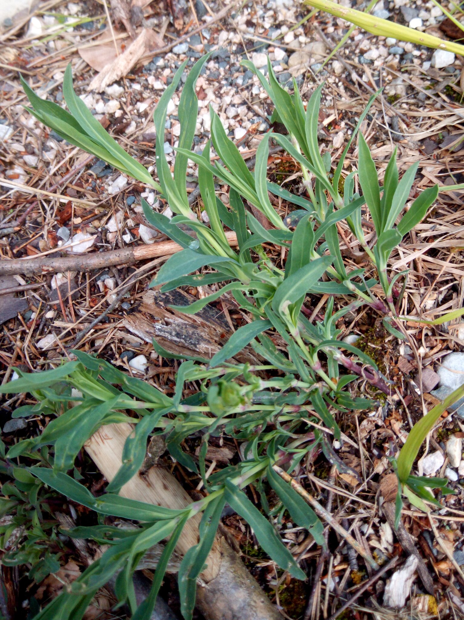 regionale Küche, Kärnten: Risotto mit Sclopit - Villach