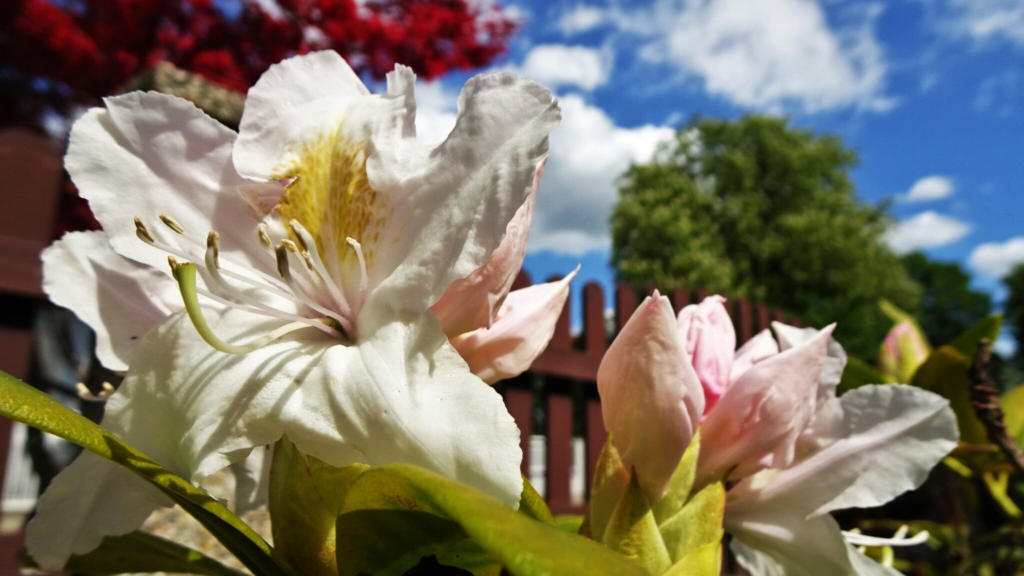 NÖ: Baden - Steinfeld - Triestingtal - Neunkirchen: Die Rhododendren ...