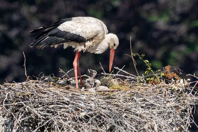 Küken geschlüpft: Nachwuchs für das neue Storchen-Paar in Perg - Perg