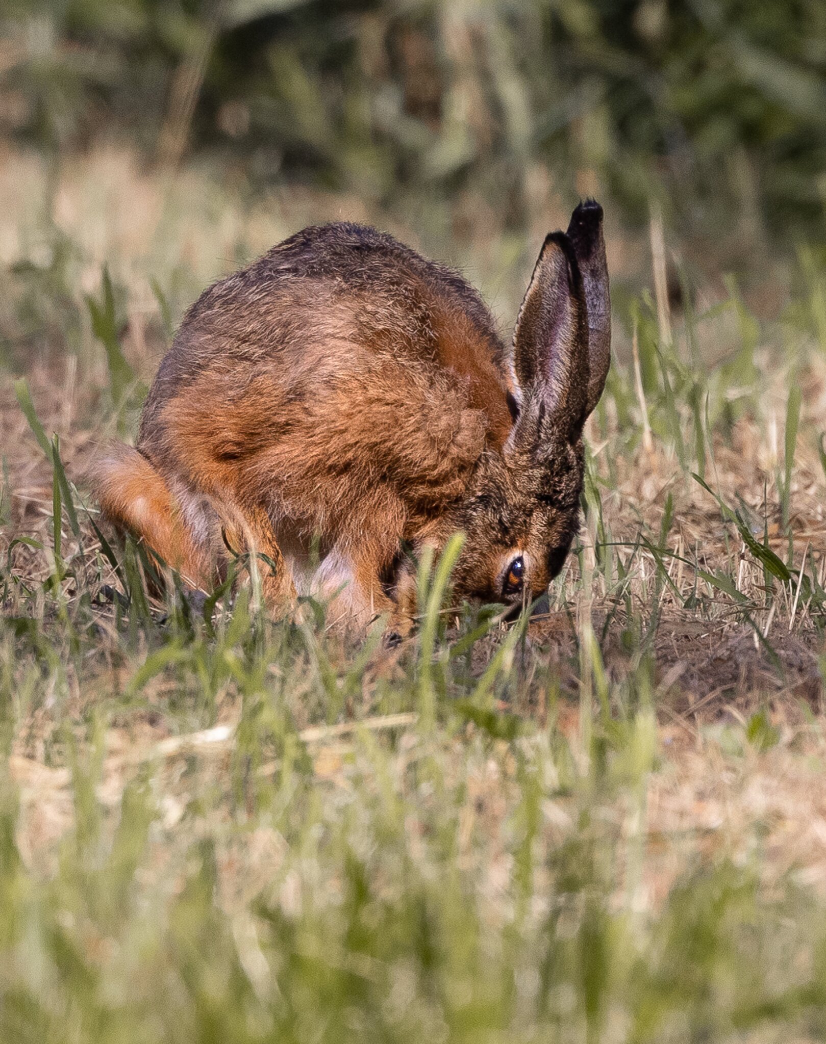 Die Hasen im Tullner Wasserpark: Gleich mehrere Hasen auf einem Platz ...