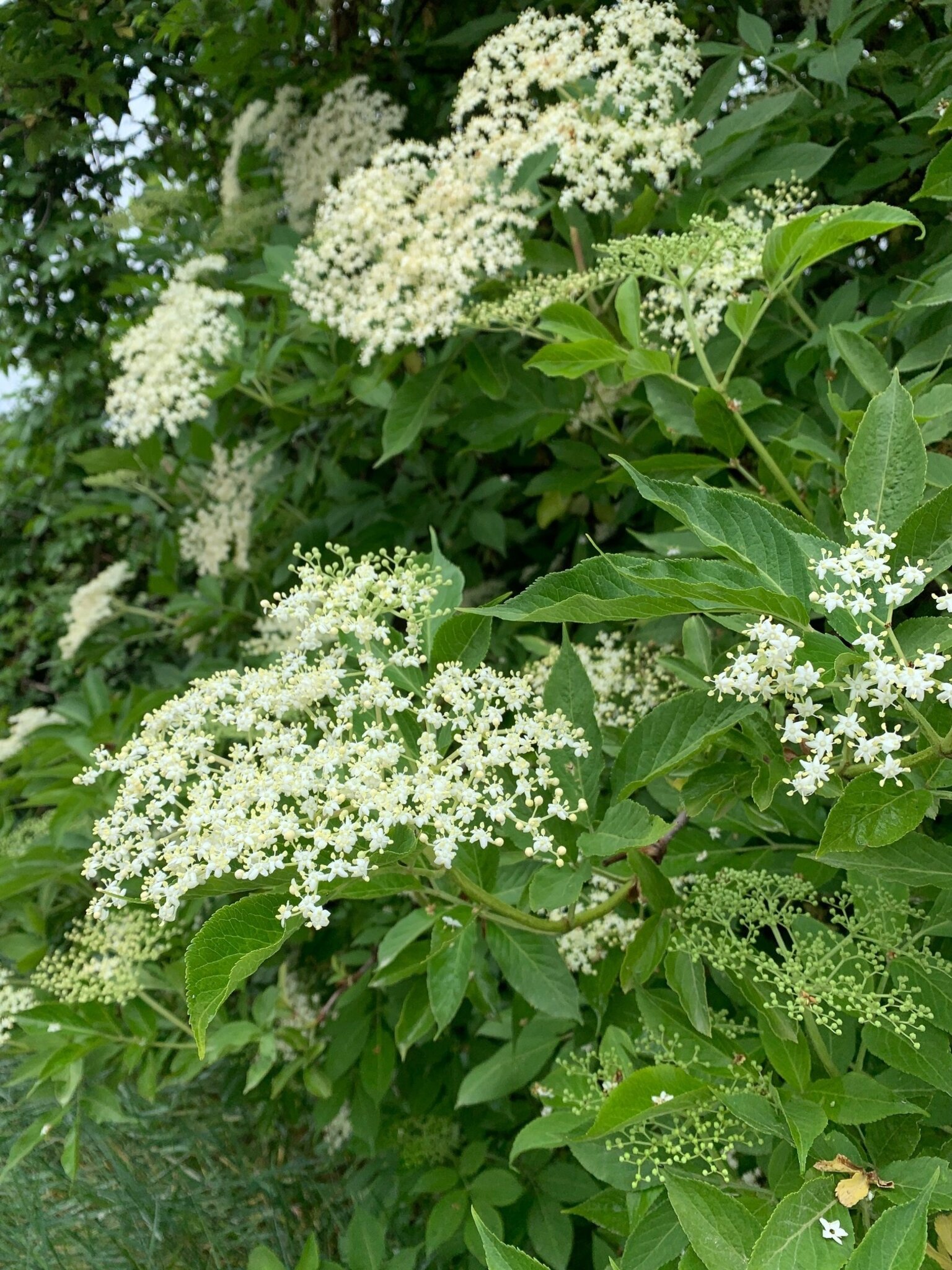 Natur: Was der Holunder alles kann - Krems
