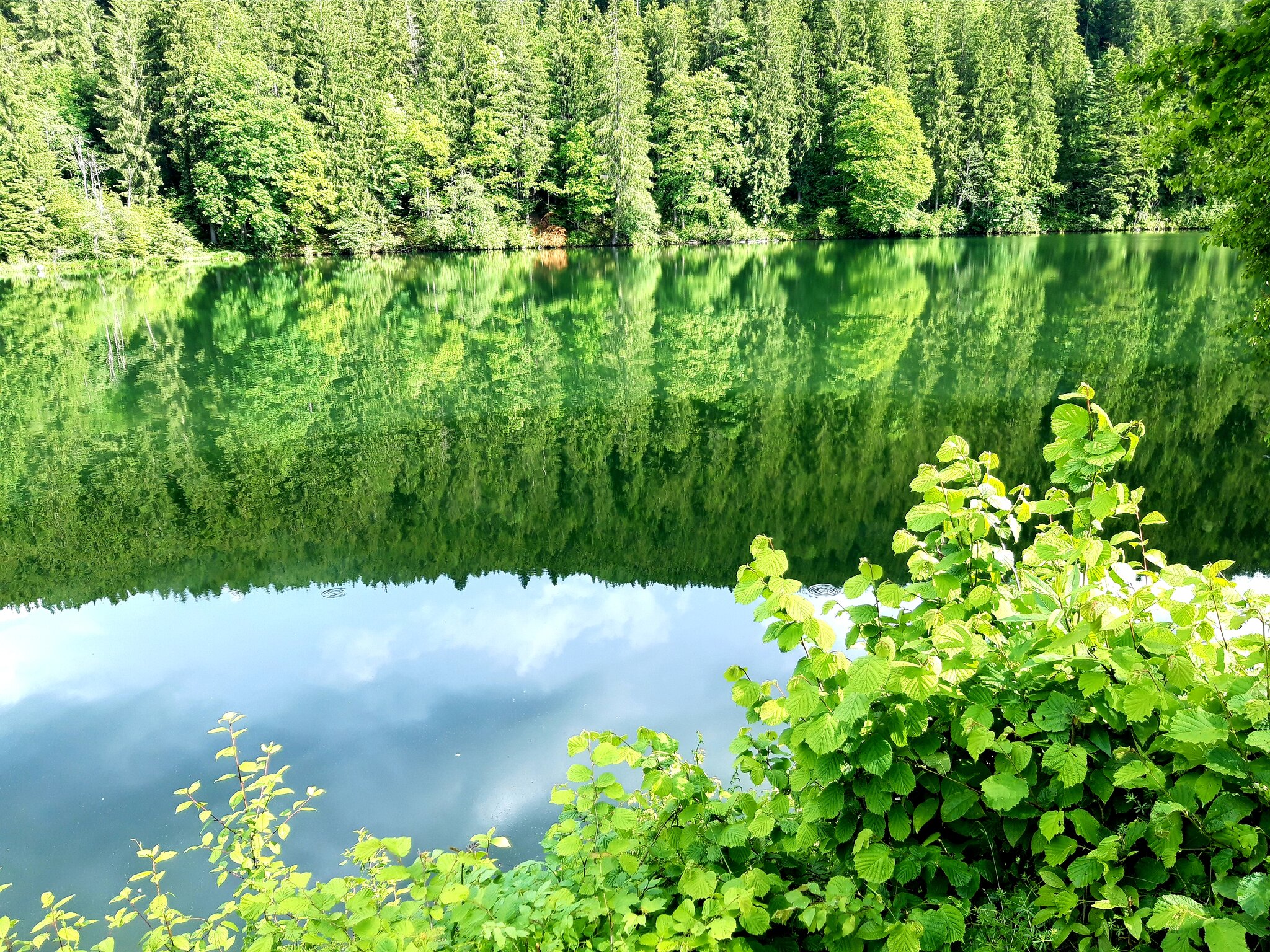 Juni 2021: Goggausee. - St. Veit