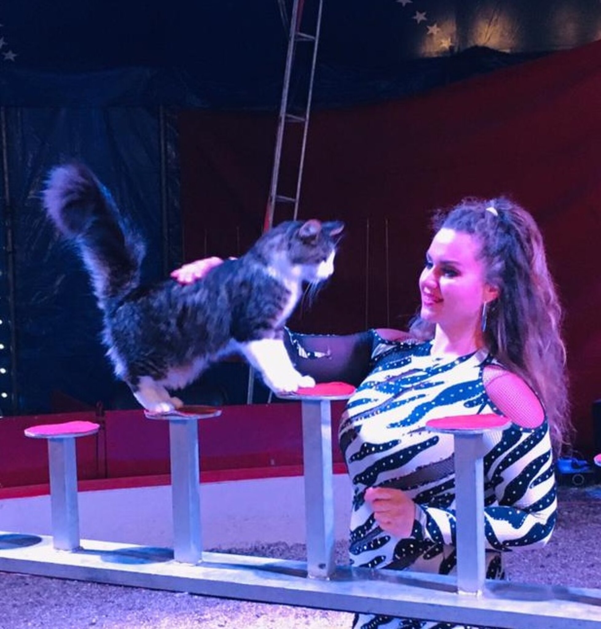 Zirkus im Bezirk Baden: Circus Belly: Zirkusluft über Ebreichsdorf - Baden
