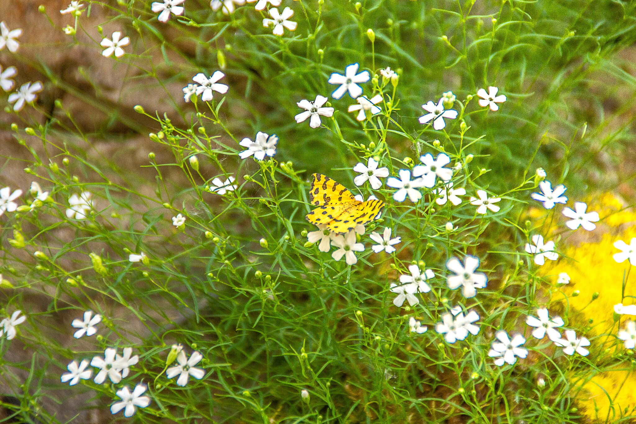 Schmetterlingstal Spitzenbachklamm: Farbenfroh und ganz schön ...