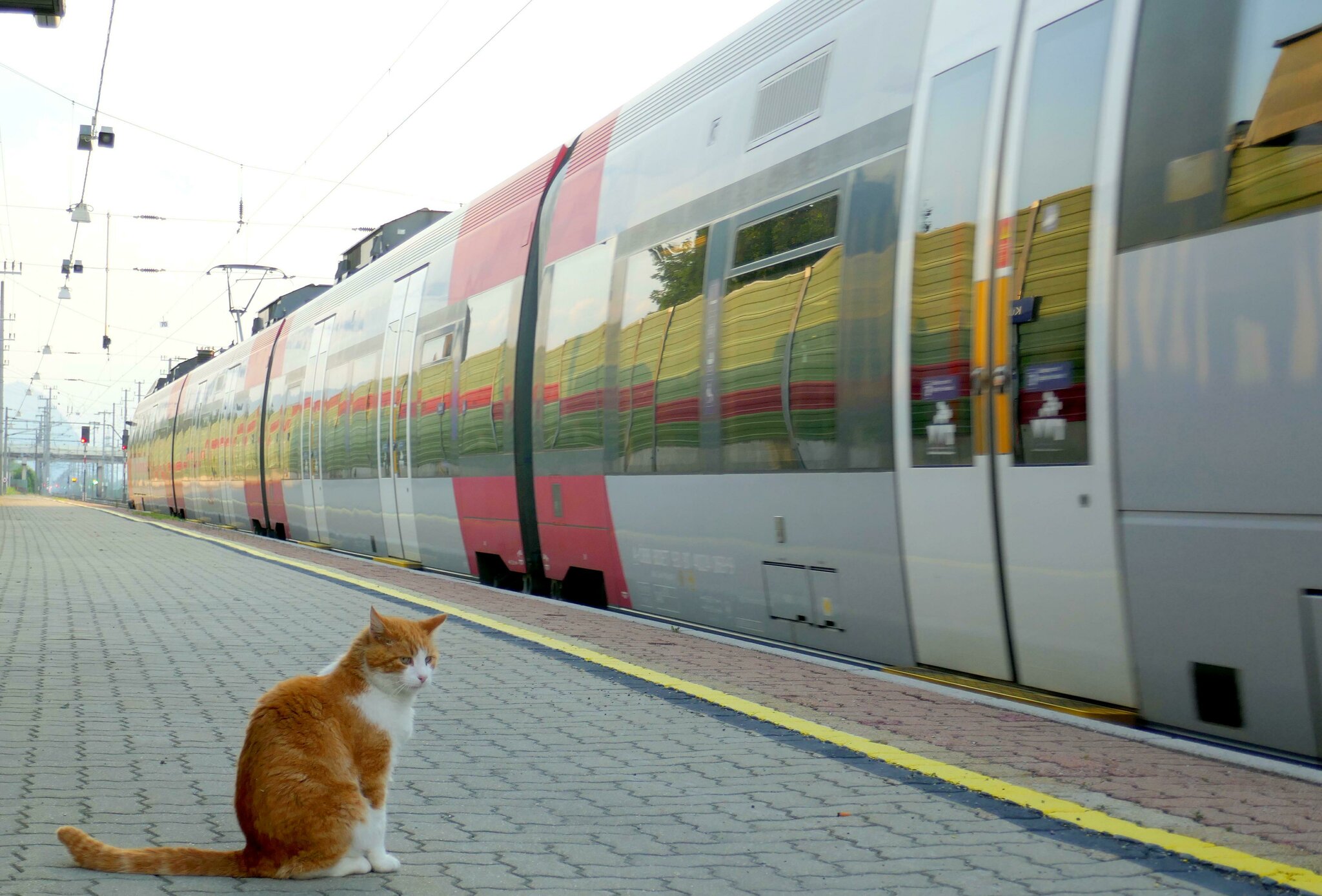 Gedenken: ÖBB montiert Tafel für Kundler Bahnhofskater - Kufstein