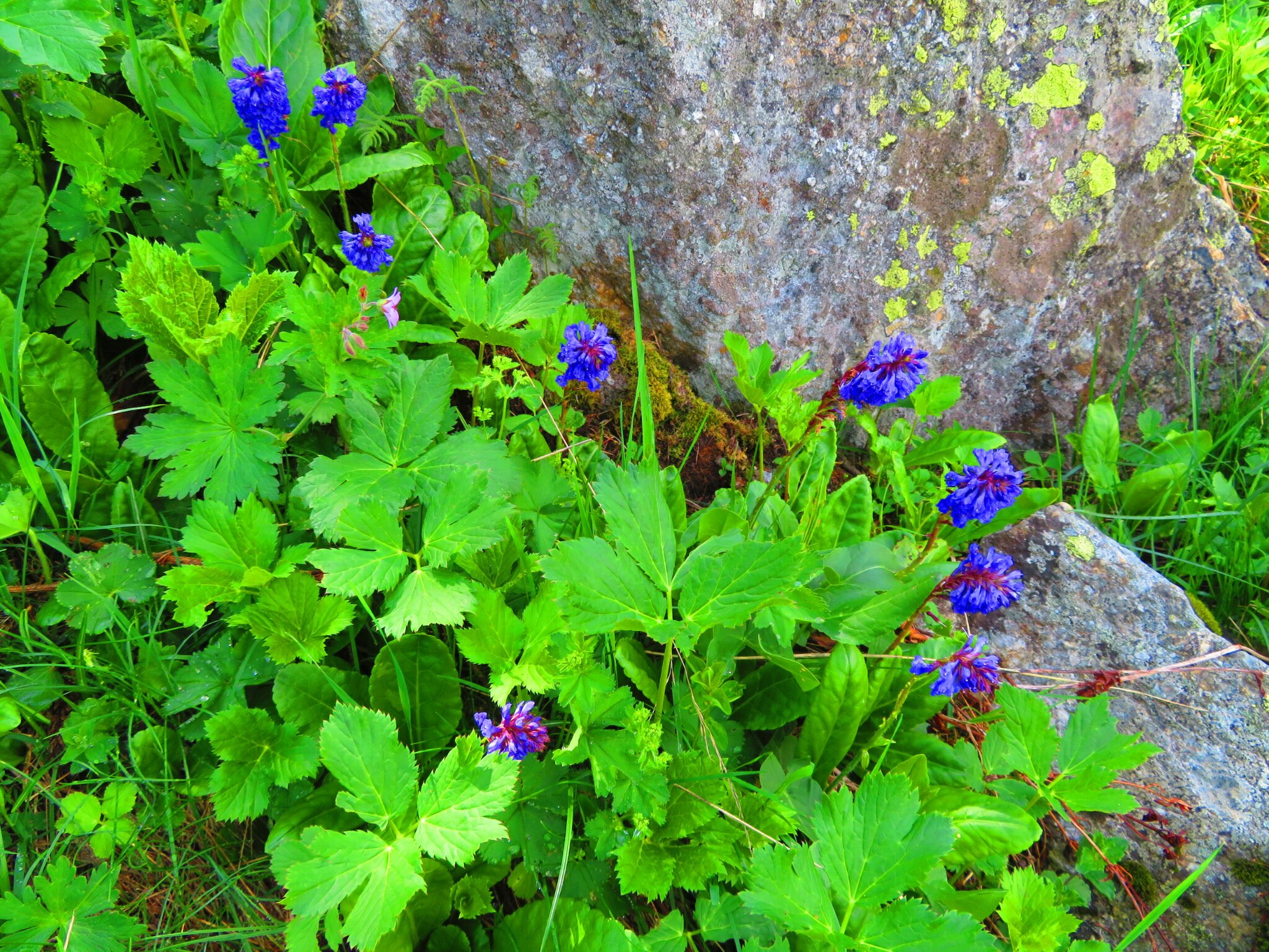einzigartig, die Wulfenia: Wulfenia am Naßfeld - Villach
