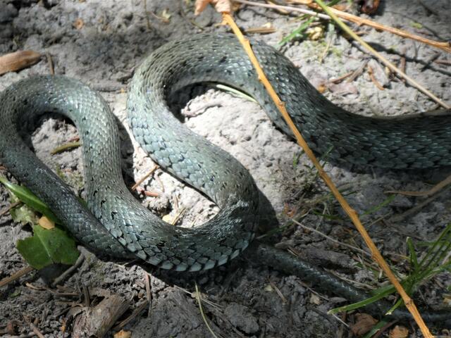 Mahlzeit - RINGELNATTER FRISST FROSCH - Eisenstadt