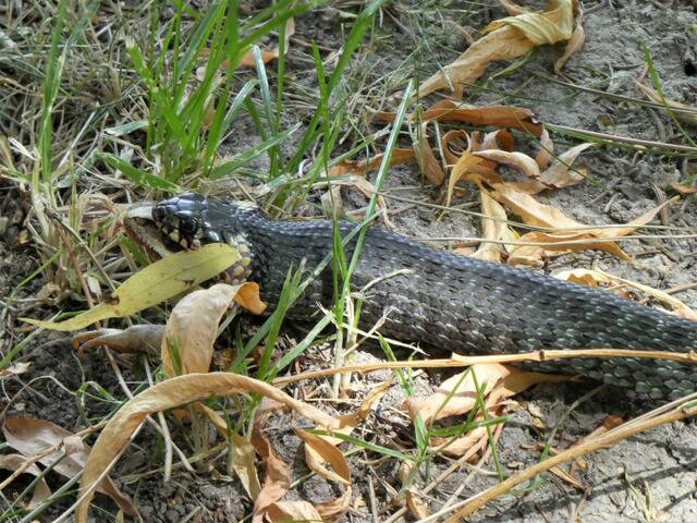 Mahlzeit - RINGELNATTER FRISST FROSCH - Eisenstadt