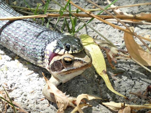 Mahlzeit - RINGELNATTER FRISST FROSCH - Eisenstadt